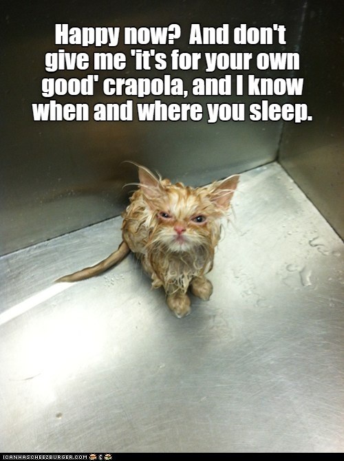 Happy now? - Lolcats - lol | cat memes | funny cats | funny cat ...