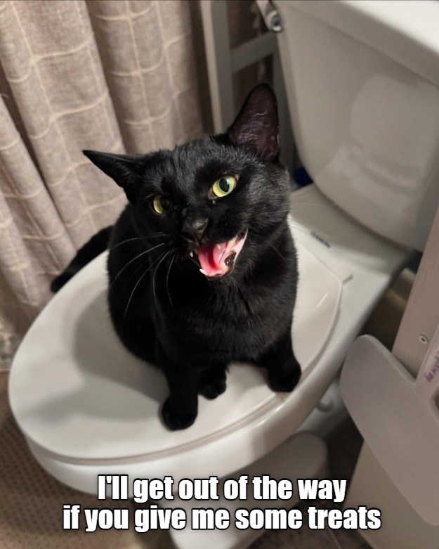 Are We Negotiating - Lolcats - lol | cat memes | funny cats | funny cat ...