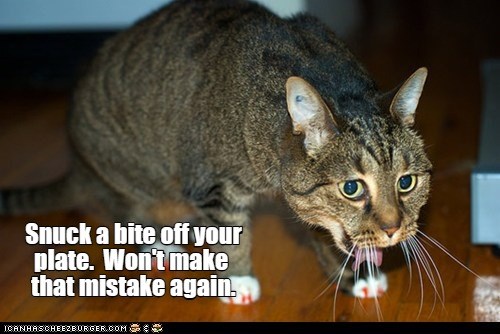 Yuck - Lolcats - lol | cat memes | funny cats | funny cat pictures with ...