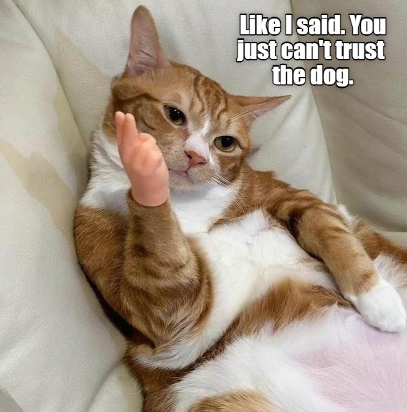 Howlf course. - Lolcats - lol | cat memes | funny cats | funny cat ...