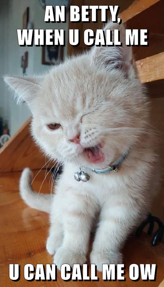 U CAN CALL ME OW - Lolcats - lol | cat memes | funny cats | funny cat ...