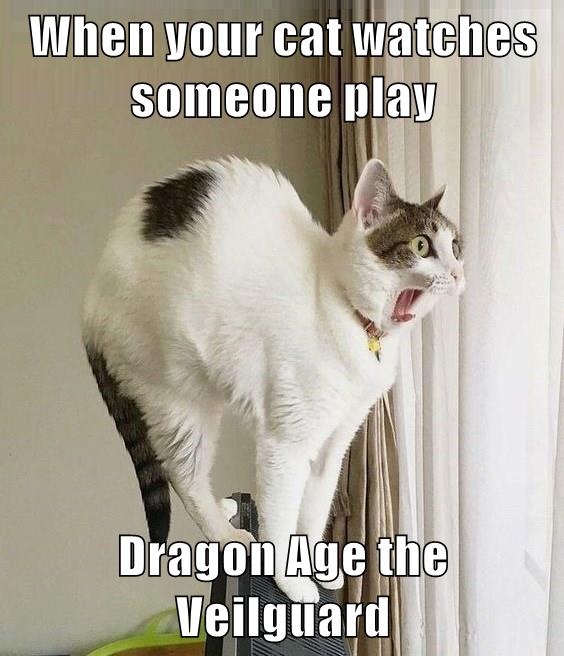 They are the dragon, of course - Lolcats - lol | cat memes | funny cats ...