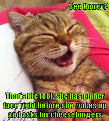 She can has cheezburger - Lolcats - lol | cat memes | funny cats ...