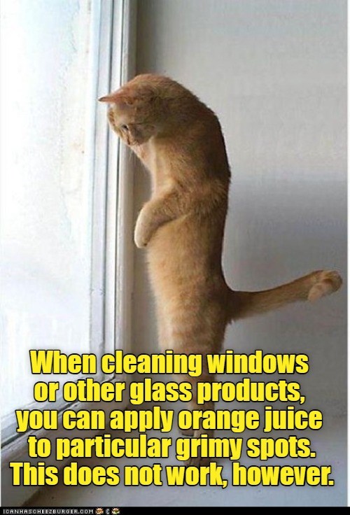 Single Brain Celled Orange Cat Advice For Orange Things - Lolcats - lol ...