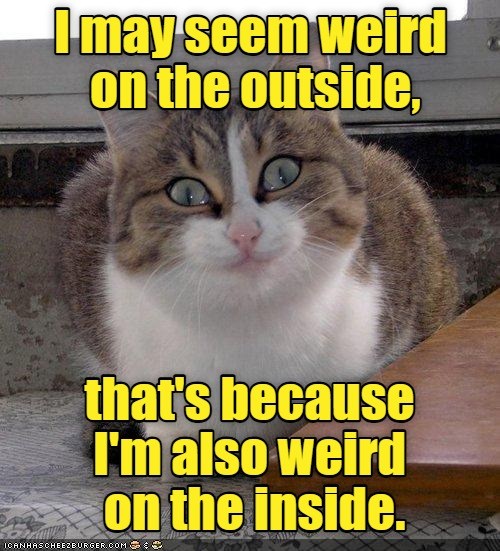 The Catsistency Consistency. - Lolcats - lol | cat memes | funny cats ...