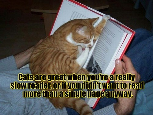 Cats make good bookmarks too - Lolcats - lol | cat memes | funny cats ...