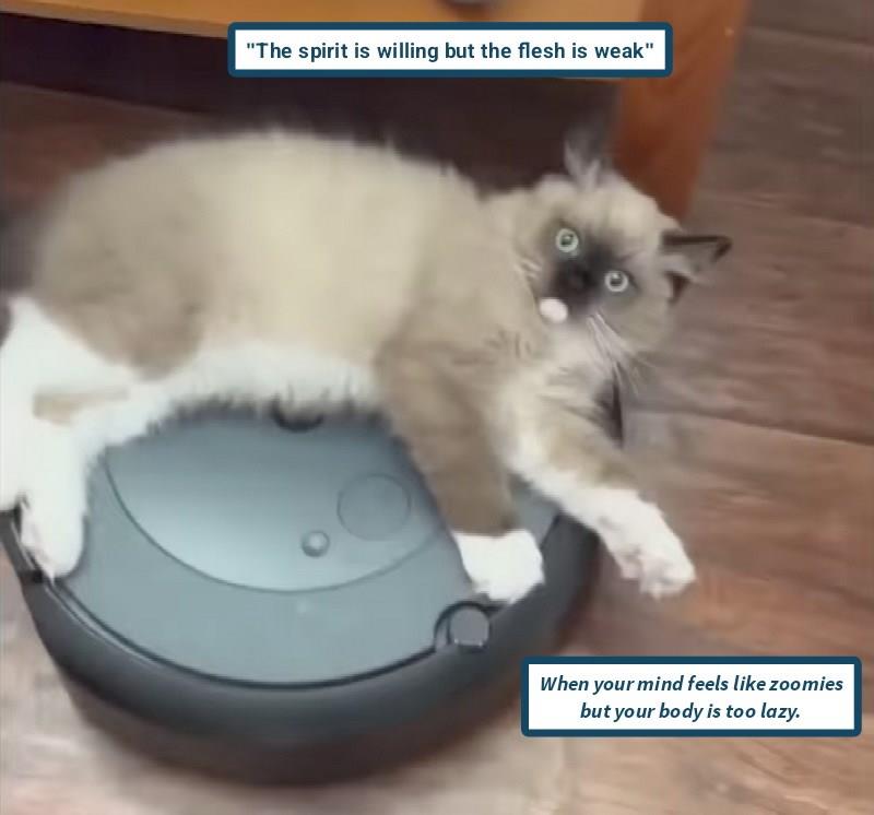 Zoomba on my Roomba - Lolcats - lol | cat memes | funny cats | funny ...