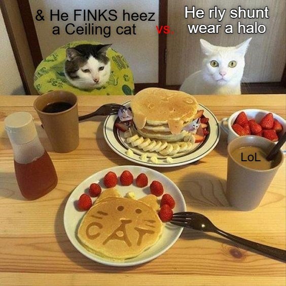 Heavenly Steal.... Who WINS? - Lolcats - lol | cat memes | funny cats | funny cat pictures with ...