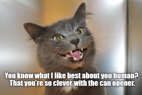 A valuable skill - Lolcats - lol | cat memes | funny cats | funny cat ...