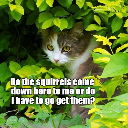 First time squirrel chaser - Lolcats - lol | cat memes | funny cats ...