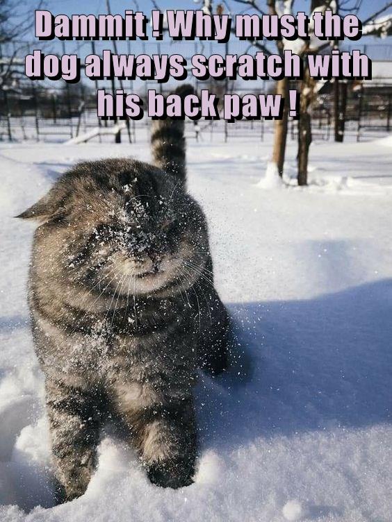 Why must the dog always scratch with his back paw? - Lolcats - lol ...