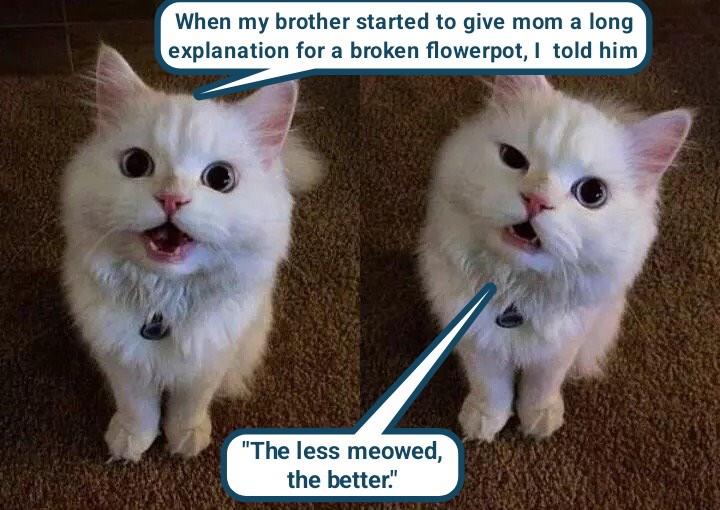 Just a whisker will do - Lolcats - lol | cat memes | funny cats | funny ...