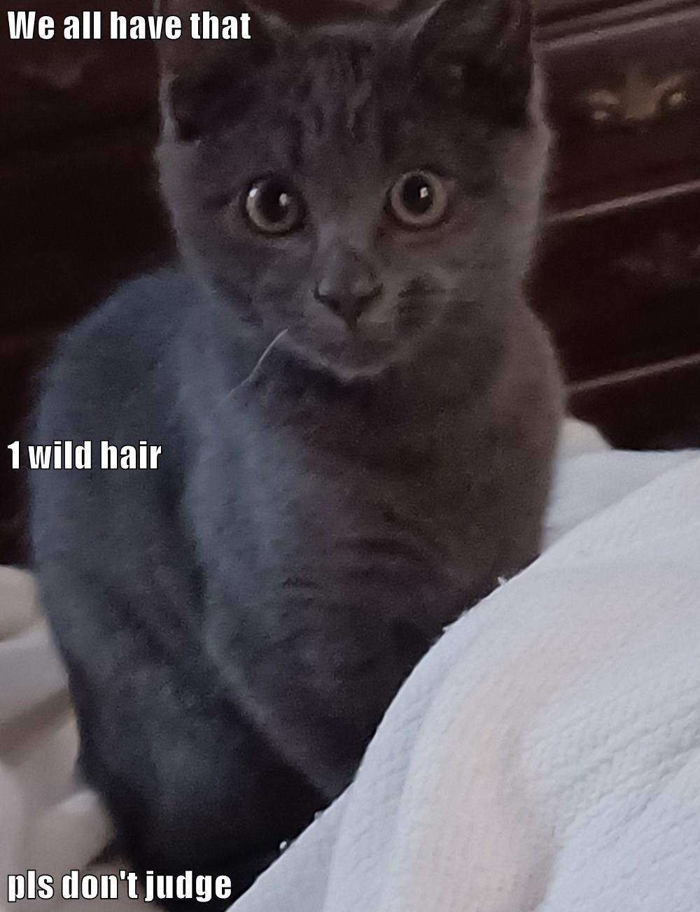 pls don't judge - Lolcats - lol | cat memes | funny cats | funny cat ...