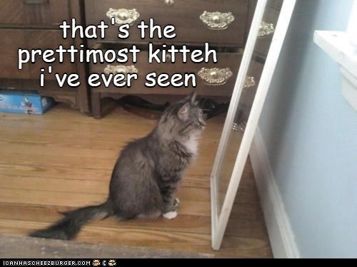 that's the prettimost kitteh i've ever seen - Lolcats - lol | cat memes | funny cats | funny cat ...