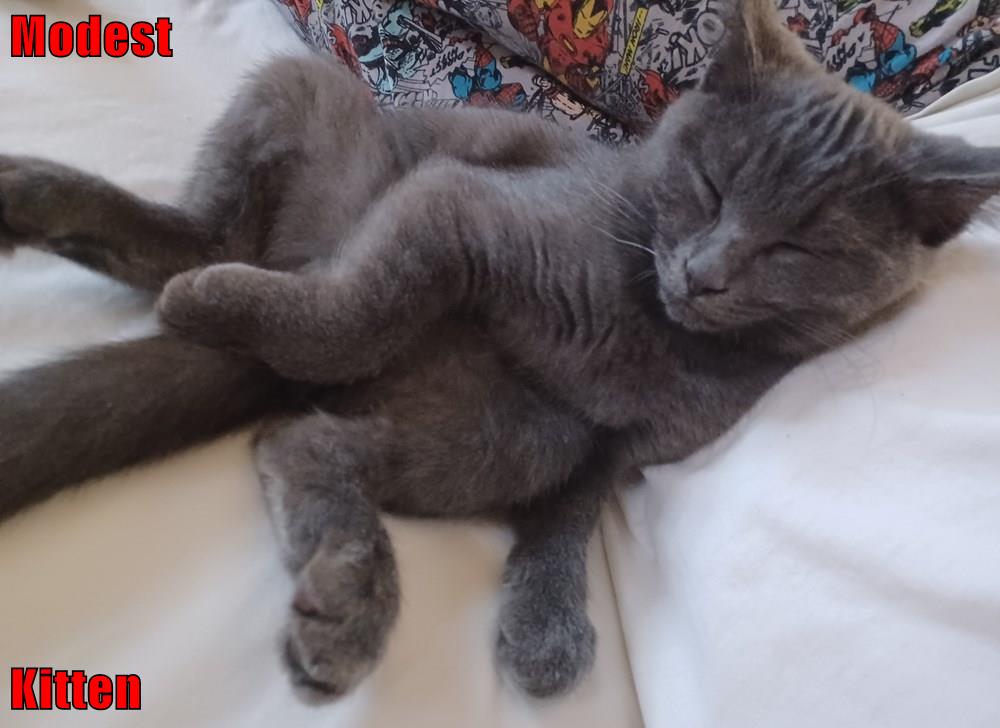Modest Kitten - Lolcats - lol | cat memes | funny cats | funny cat ...
