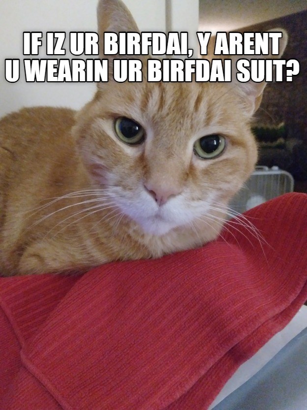 Inquisitive cat - Lolcats - lol | cat memes | funny cats | funny cat ...