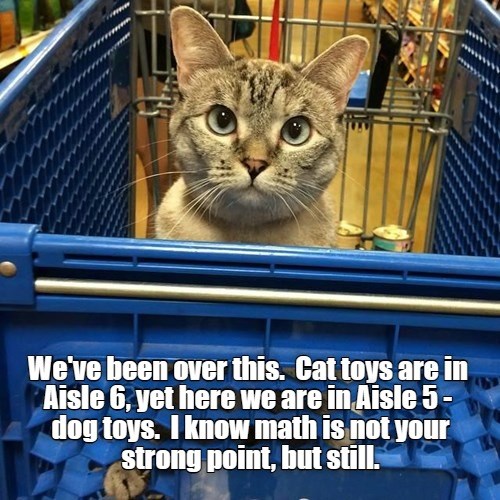 Now Get Me Some Cat Toys Lolcats Lol Cat Memes Funny Cats Funny Cat Pictures With
