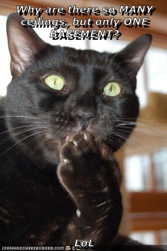 only ONE BASEMENT? - Lolcats - lol | cat memes | funny cats | funny cat ...