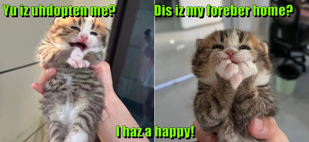 I haz a happy! - Lolcats - lol | cat memes | funny cats | funny cat pictures with words on them ...
