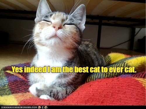 Said Every Cat Pawrent Ever - I Can Has Cheezburger?