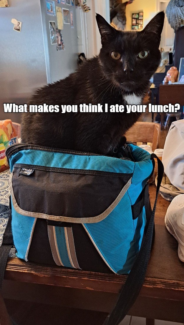 Nom nom nom... - Lolcats - lol | cat memes | funny cats | funny cat ...