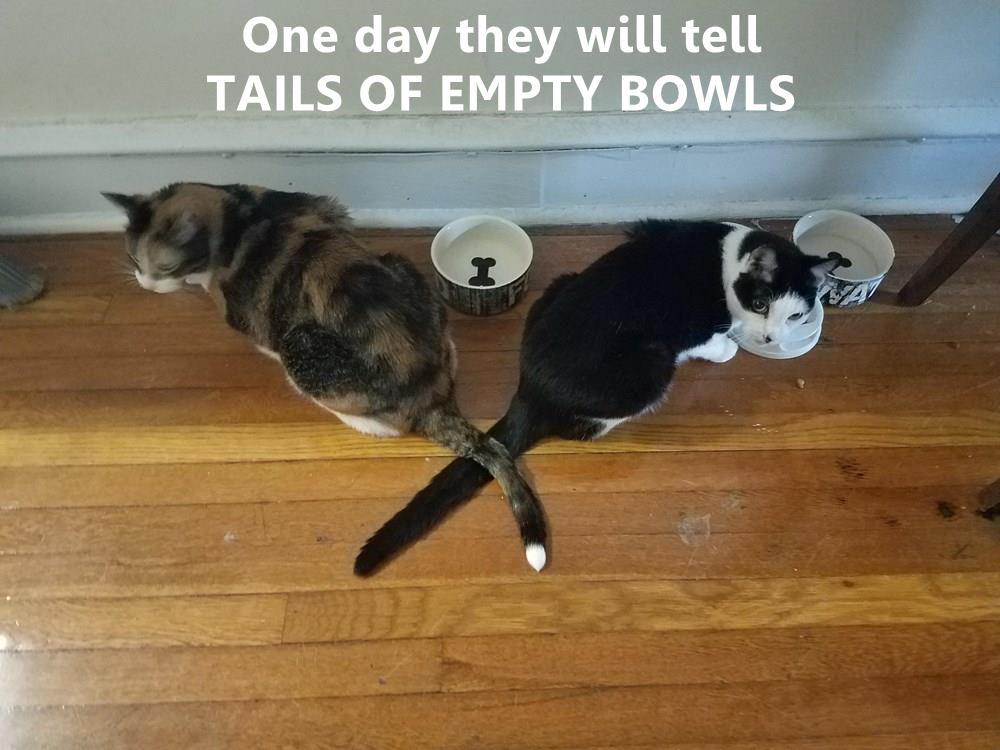 TAILS OF EMPTY BOWLS - Lolcats - lol | cat memes | funny cats | funny ...