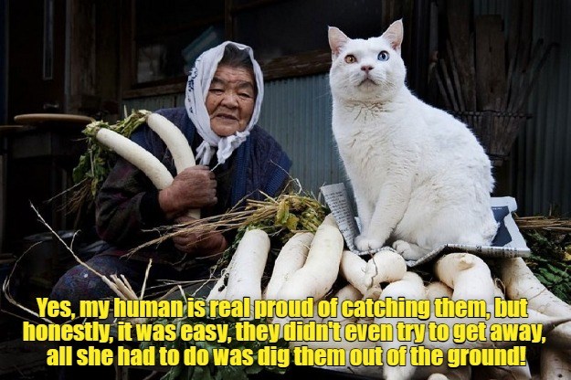 easy catch - Lolcats - lol | cat memes | funny cats | funny cat ...