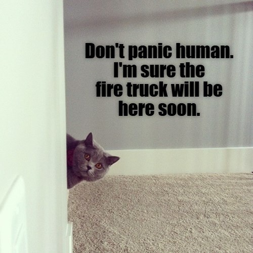Don't panic human - Lolcats - lol | cat memes | funny cats | funny cat pictures with words on ...