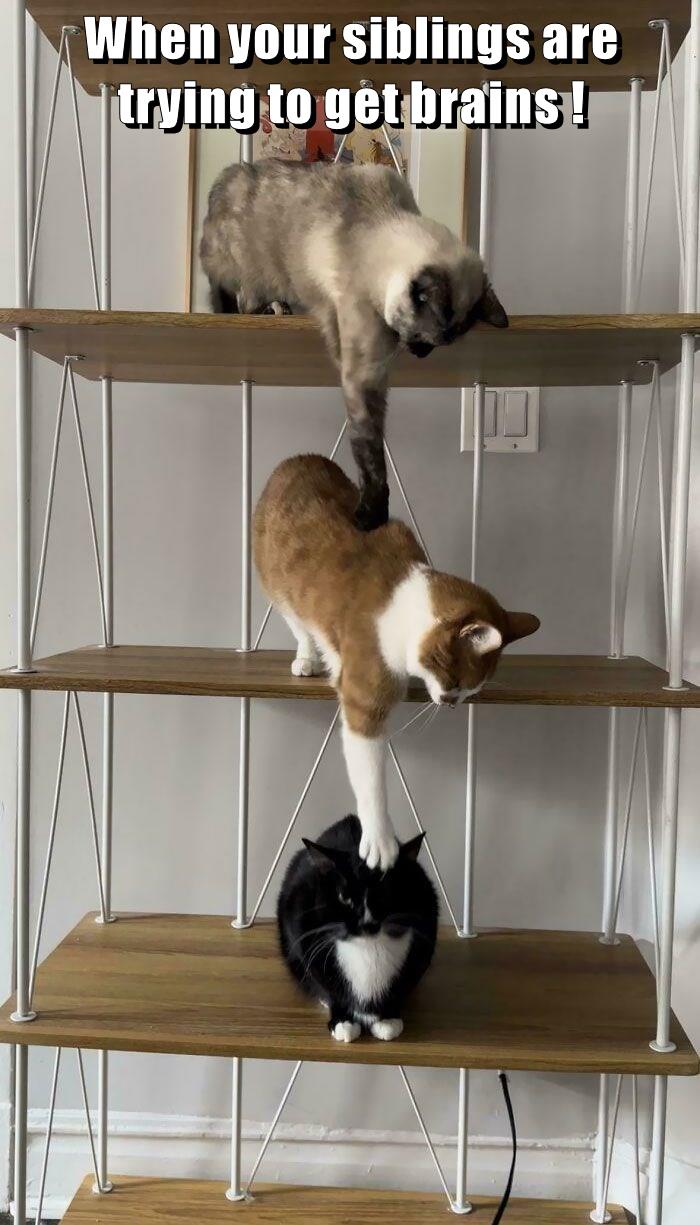 When your siblings are trying to get brains ! - Lolcats - lol | cat ...