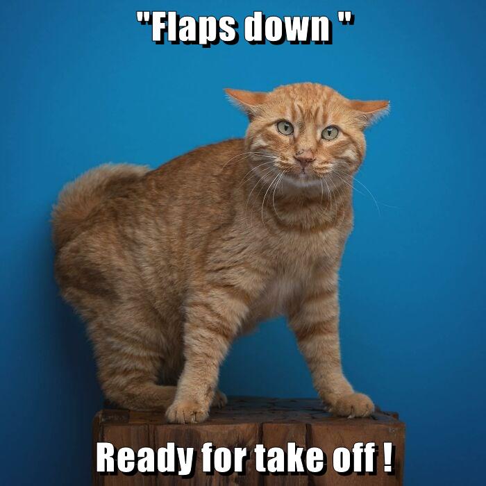 Vroom Vroom - Lolcats - lol | cat memes | funny cats | funny cat ...