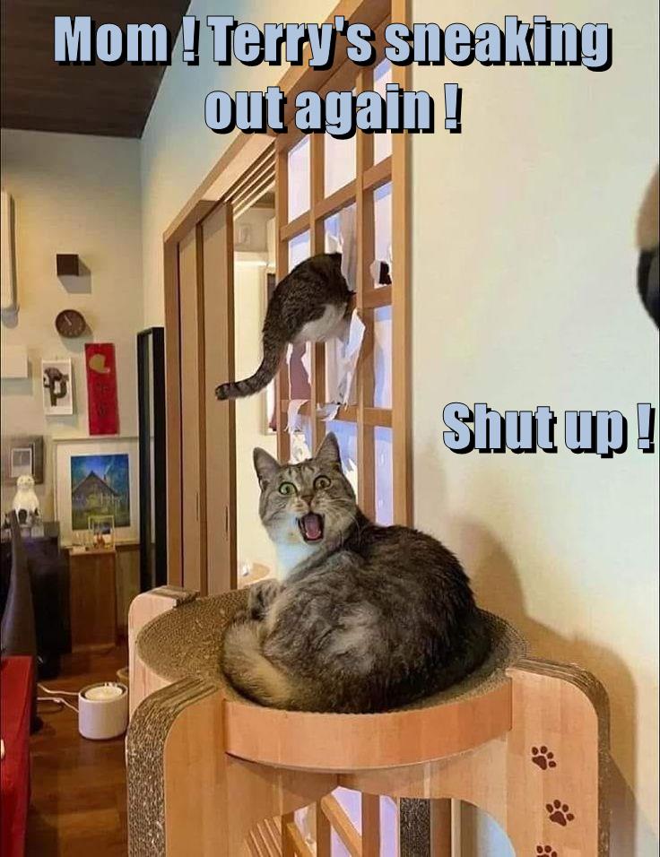 Mom ! Terry's sneaking out again! - Lolcats - lol | cat memes | funny ...