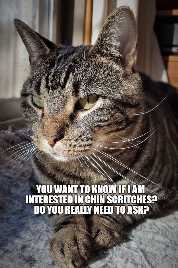 I AM A CAT. OF COURSE I AM! - Lolcats - lol | cat memes | funny cats ...
