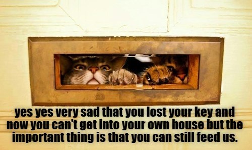 yes yes very sad - Lolcats - lol | cat memes | funny cats | funny cat ...