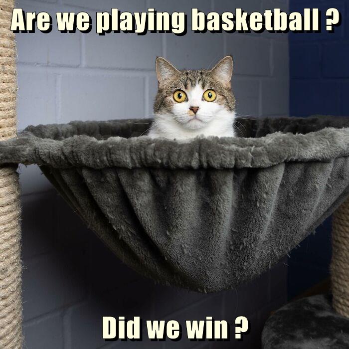 Are we playing basketball? Did we win? - Lolcats - lol | cat memes ...