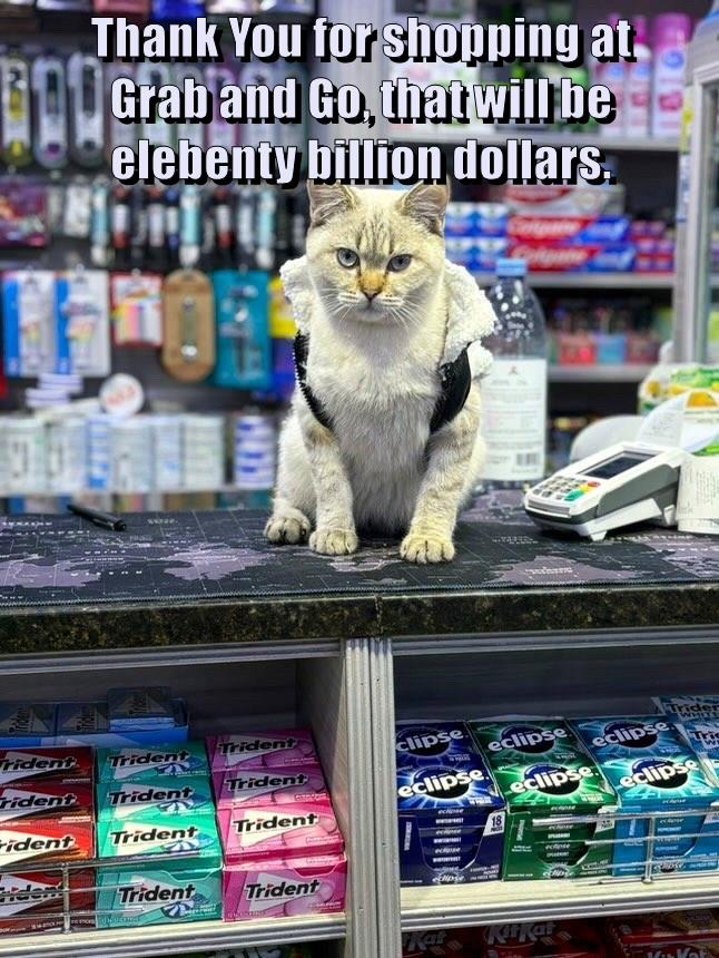 Elebenty Billion $ - Lolcats - lol | cat memes | funny cats | funny cat ...