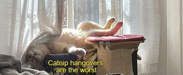 Let Him Sleep It Off - Lolcats - lol | cat memes | funny cats | funny ...