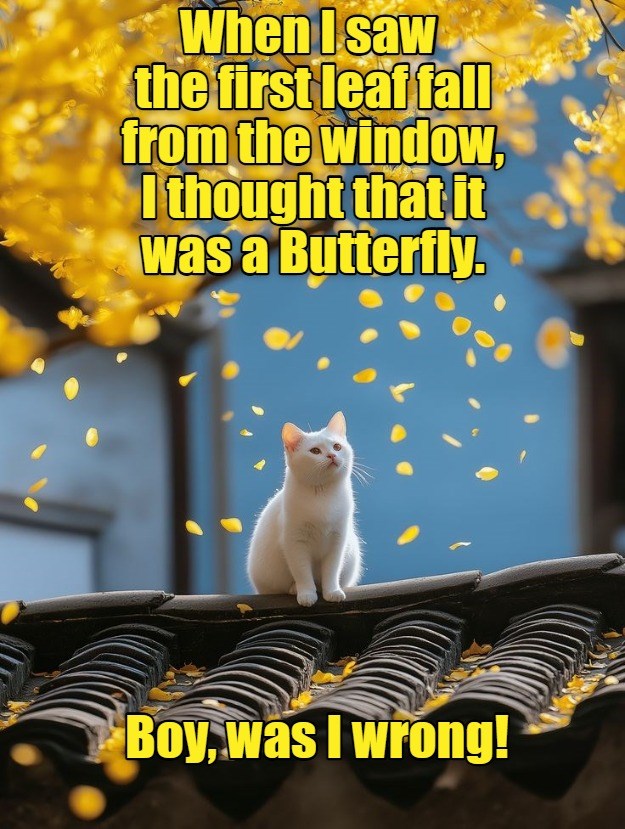 Hello Fall! - Lolcats - lol | cat memes | funny cats | funny cat ...