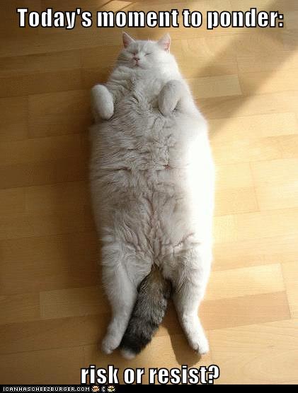 Today's moment to ponder: risk or resist? - Lolcats - lol | cat memes ...