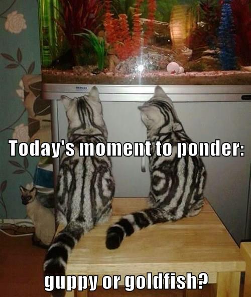 Today's moment to ponder: guppy or goldfish? - Lolcats - lol | cat ...