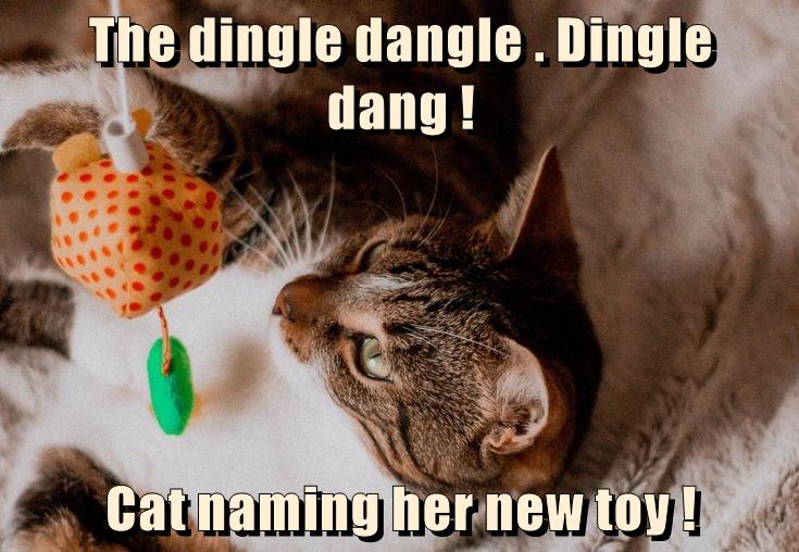 Dingle dang - Lolcats - lol | cat memes | funny cats | funny cat ...