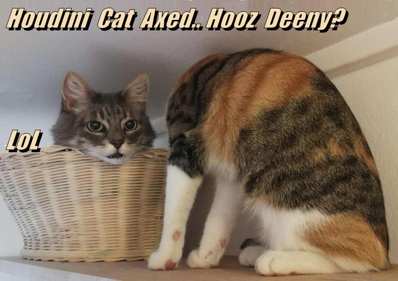 Hooz Deeny? - Lolcats - lol | cat memes | funny cats | funny cat ...