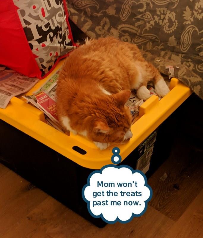 Riding the goodies box - Lolcats - lol | cat memes | funny cats | funny ...