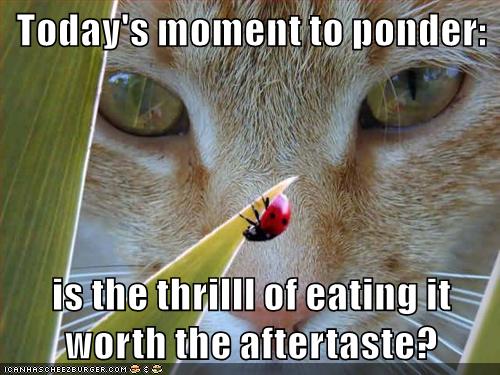 To Nom, or not to Nom? This is the question. - Lolcats - lol | cat ...
