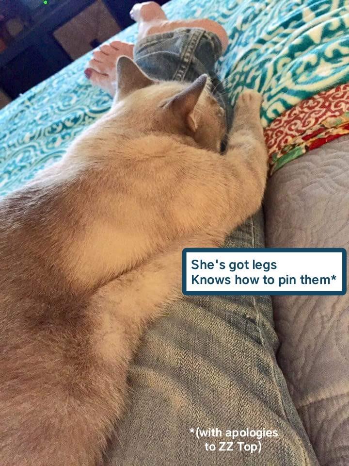 With apologies to ZZ Top - Lolcats - lol | cat memes | funny cats ...