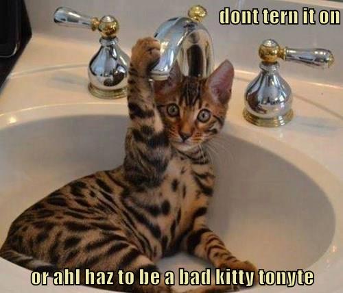 dont tern it on... - Lolcats - lol | cat memes | funny cats | funny cat ...