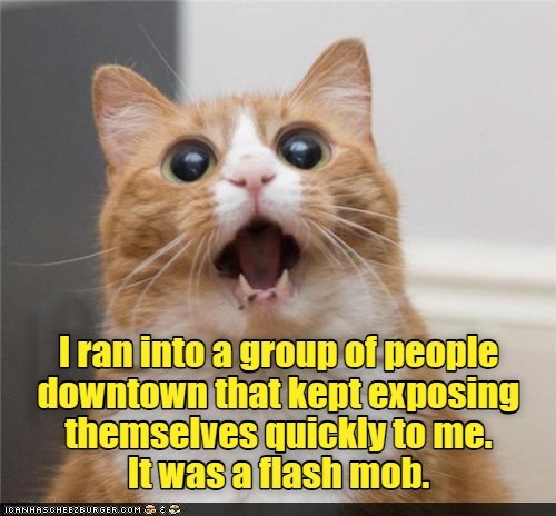 Feline flash mob - Lolcats - lol | cat memes | funny cats | funny cat ...