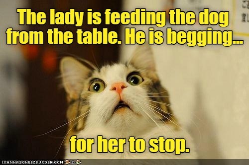 Somebody needs some cooking lessons - Lolcats - lol | cat memes | funny ...