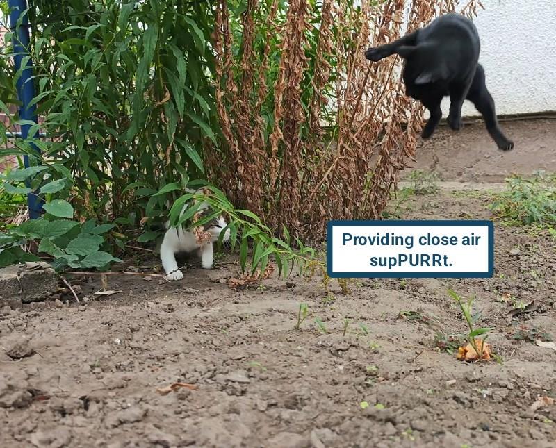 Tactical cat - Lolcats - lol | cat memes | funny cats | funny cat ...