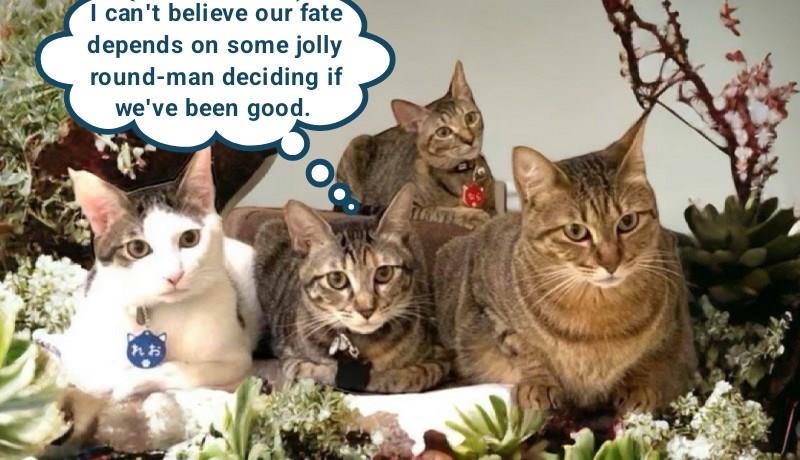 So capricious - Lolcats - lol | cat memes | funny cats | funny cat ...