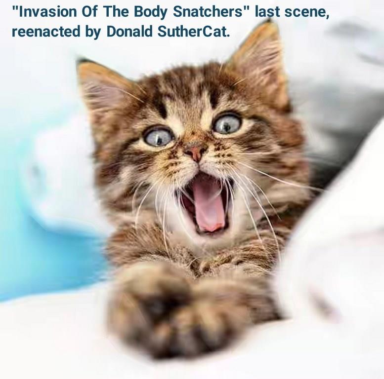 Reeeeeeeee! - Lolcats - lol | cat memes | funny cats | funny cat ...